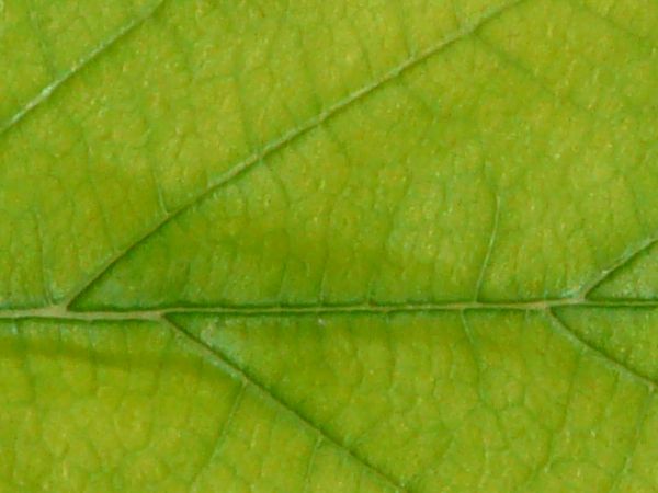 texture 0015 - Texturelib